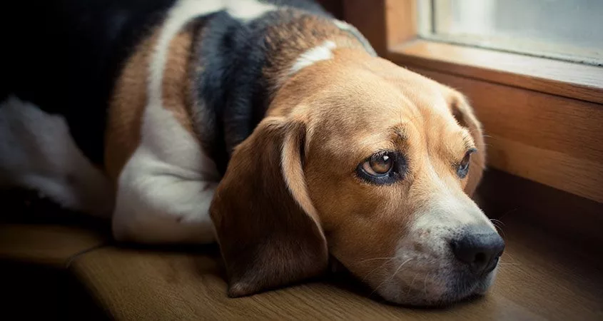 Pet Parents—Do Dogs Grieve the Loss of Their Owners?