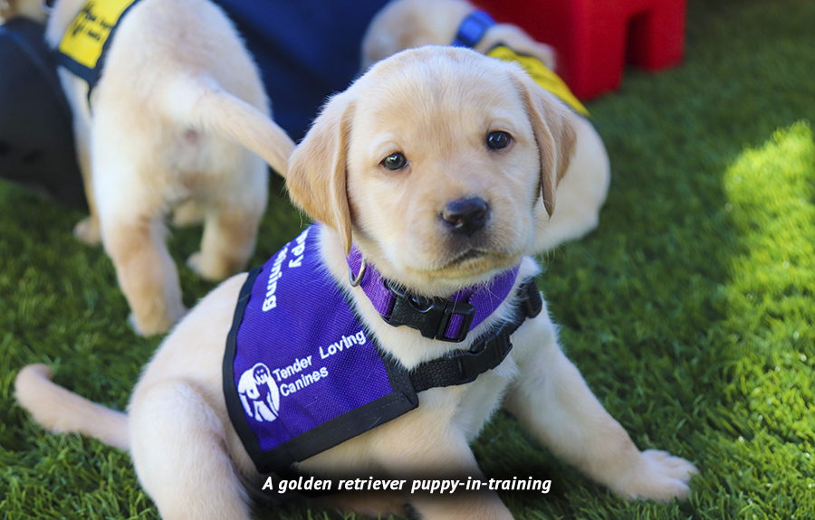 Service Dogs Lead the Way to Hope