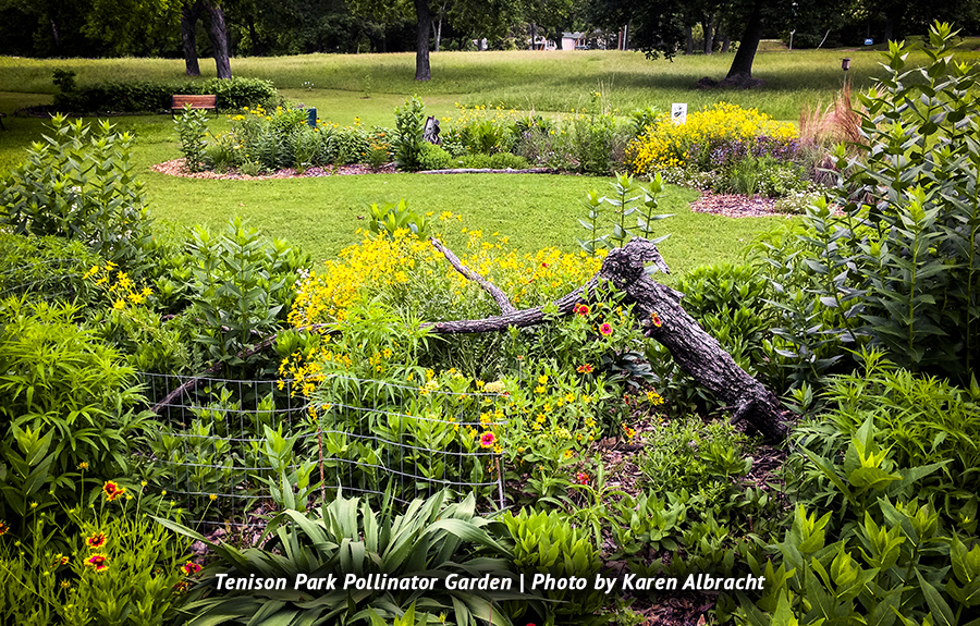 Pollinator Gardens—Where Native Plants, Butterflies, and Bees Thrive