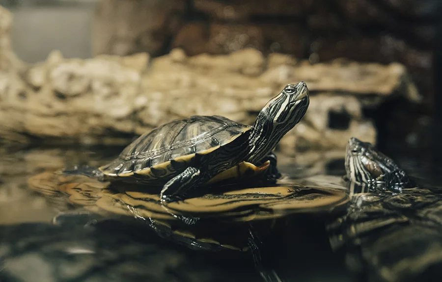 Life Lessons from a Turtle