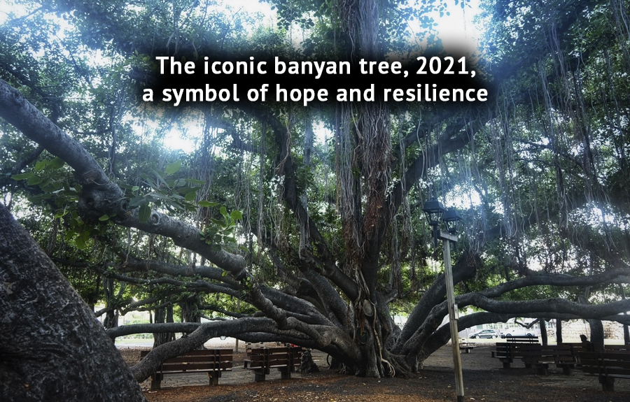 Supporting Maui’s Recovery: Seven Ways to Help